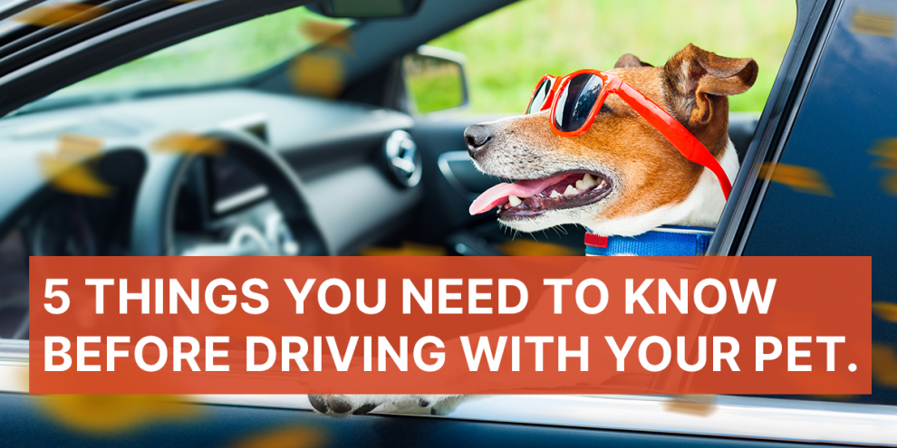 5 Things you need to know before driving with your pet - Pet World